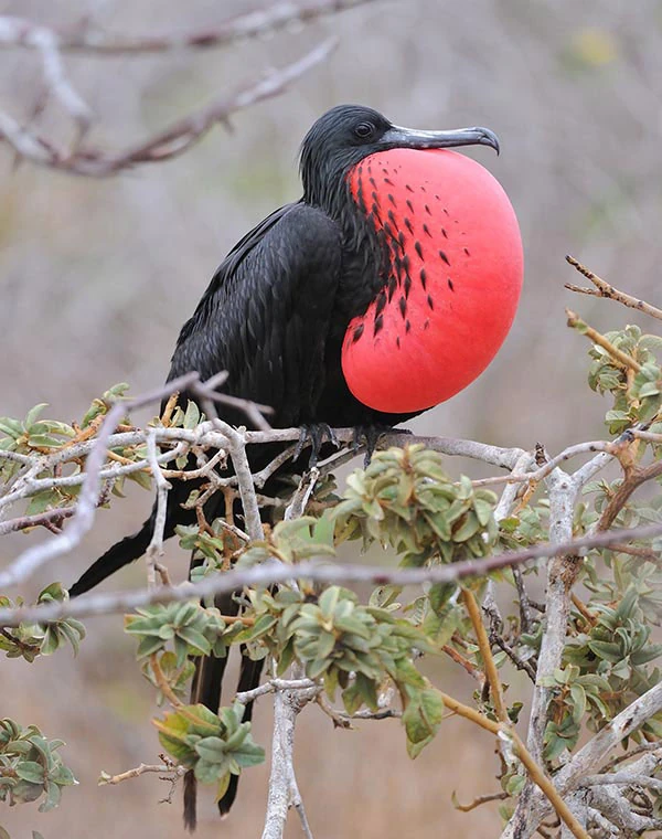 Magnificent Frigatebird | Animals Wiki | Fandom