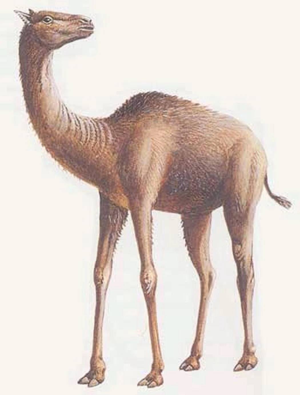 Palaeocamelus | Animals Wiki | Fandom