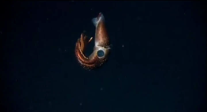 Elongate Jewel Squid | Animals Wiki | Fandom