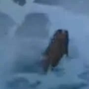 Banded Sergeant | Animals Wiki | Fandom