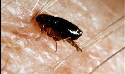 Human Flea | Animals Wiki | Fandom