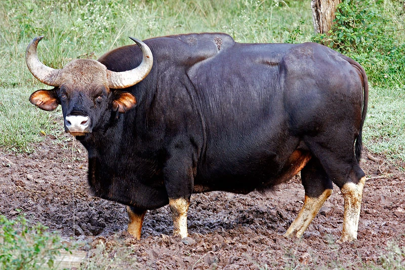 Gaur | Animals Wiki | Fandom