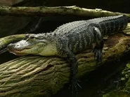 Animal Alphabet (NatureRules1 Version) | Animals Wiki | Fandom