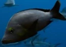 Pacific Red Snapper | Animals Wiki | Fandom