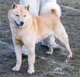 Hokkaido Inu | Animals Wiki | Fandom