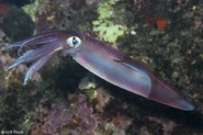 Common Squid | Animals Wiki | Fandom
