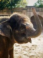 Javan Elephant | Animals Wiki | Fandom