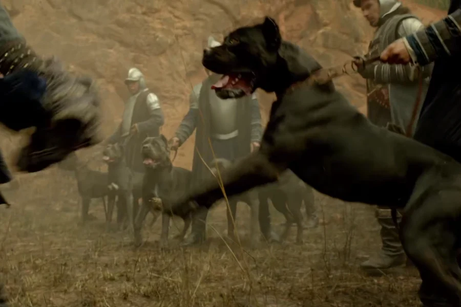 Cane Corso | Animals Wiki | Fandom