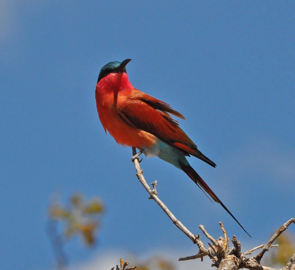 Southern Carmine Bee-eater | Animals Wiki | Fandom