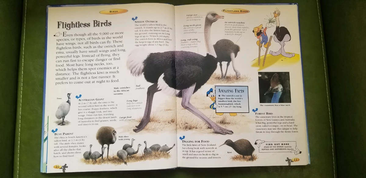 List of Species in Disney Children’s Encyclopedia | Animals Wiki | Fandom