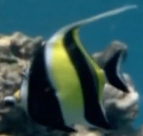 Yellow Teardrop Butterflyfish | Animals Wiki | Fandom
