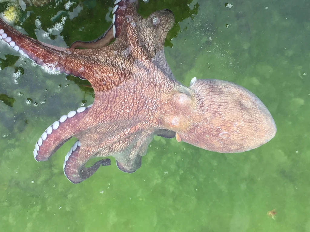 Mexican-Four Eyed Octopus | Animals Wiki | Fandom