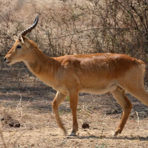 Mongolian Gazelle | Animals Wiki | Fandom