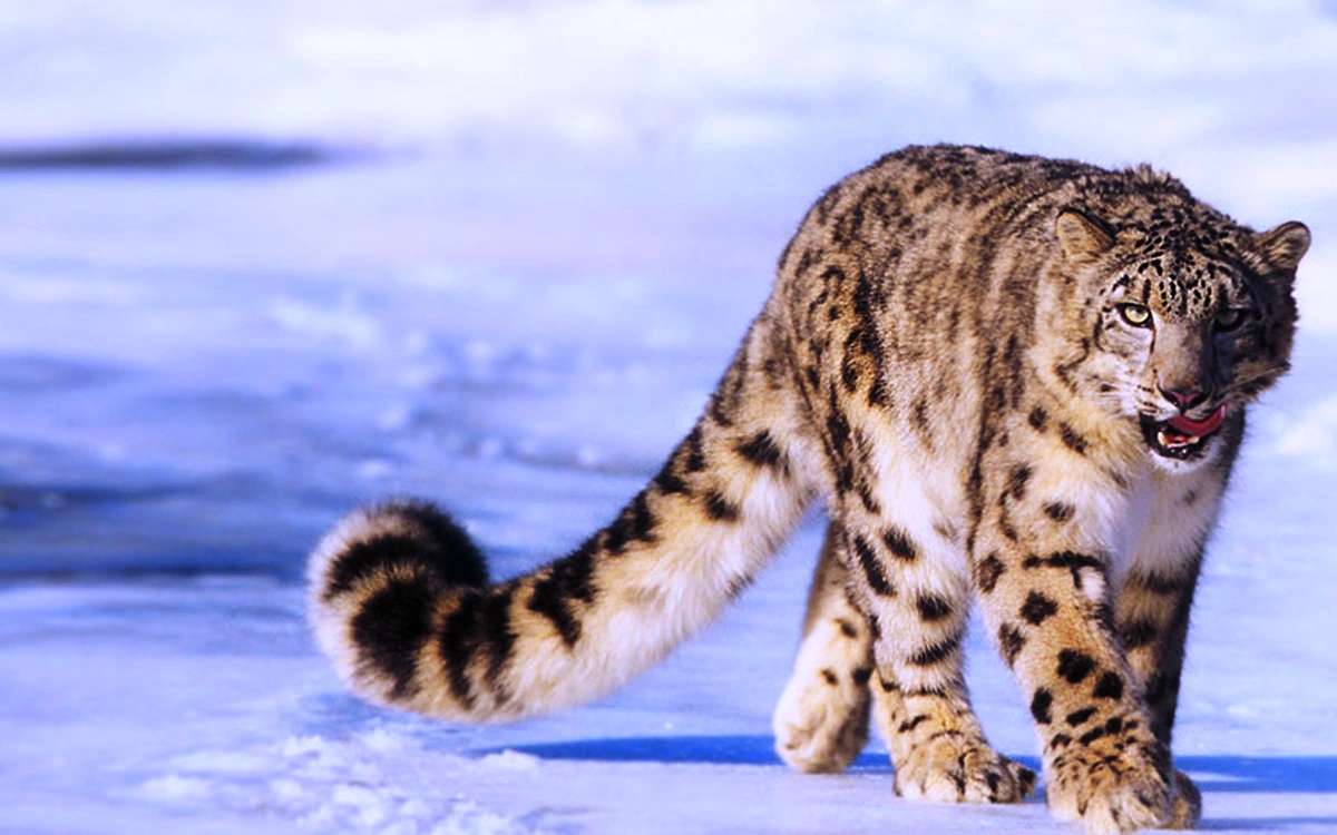 North America Snow Leopard | Animals Wiki | Fandom