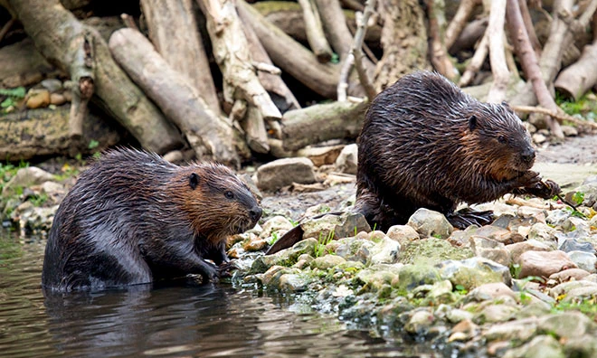 Beaver | Animals Wiki | Fandom