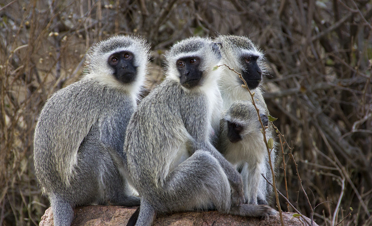Vervet Monkey | Animals Wiki | Fandom