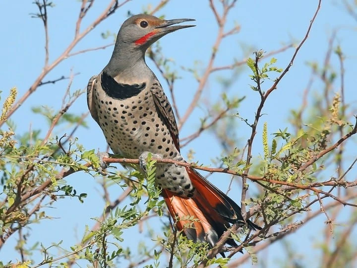 Northern Flicker | Animals Wiki | Fandom