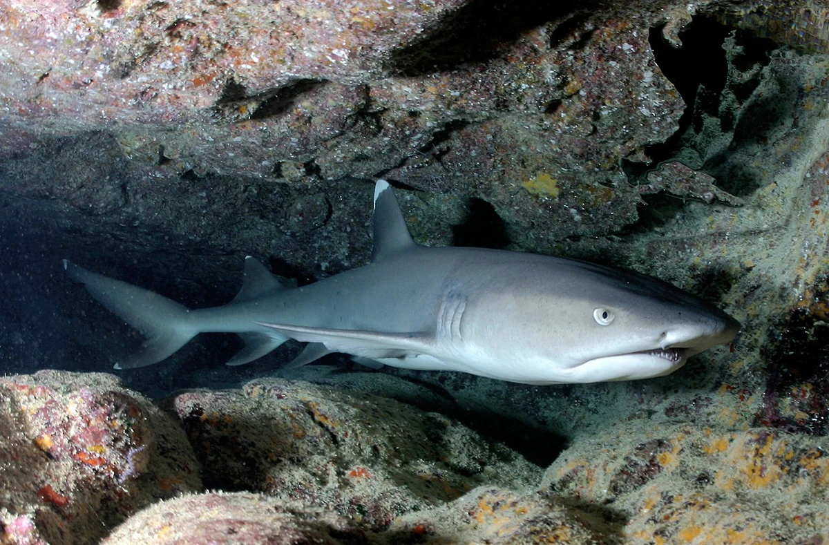 Silvertip Shark | Animals Wiki | Fandom