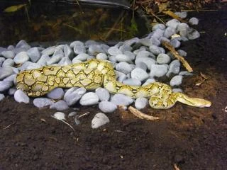 Category:Pythons | Animals Wiki | Fandom