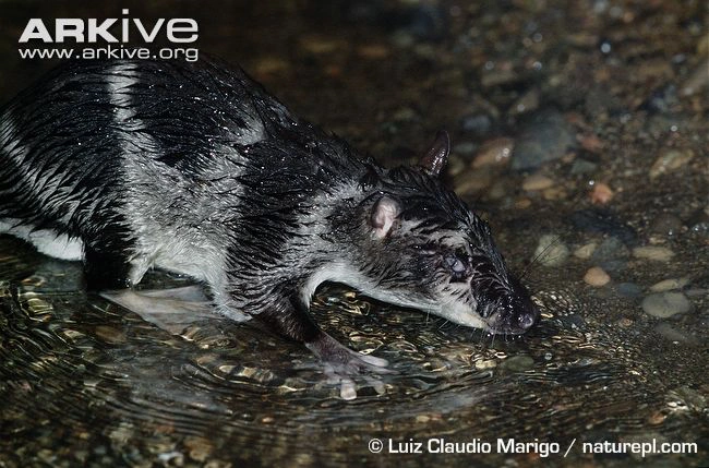 Yapok | Animals Wiki | Fandom