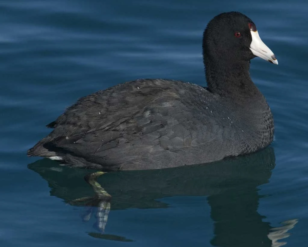 American Coot | Animals Wiki | Fandom
