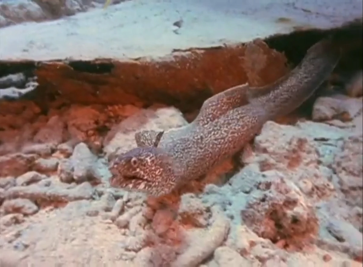 Jewel Moray | Animals Wiki | Fandom