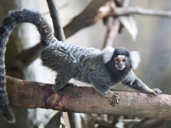 Common Marmoset | Animals Wiki | Fandom