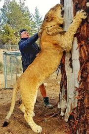 Spotted Lion | Animals Wiki | Fandom