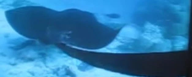 Smalleye Stingray | Animals Wiki | Fandom