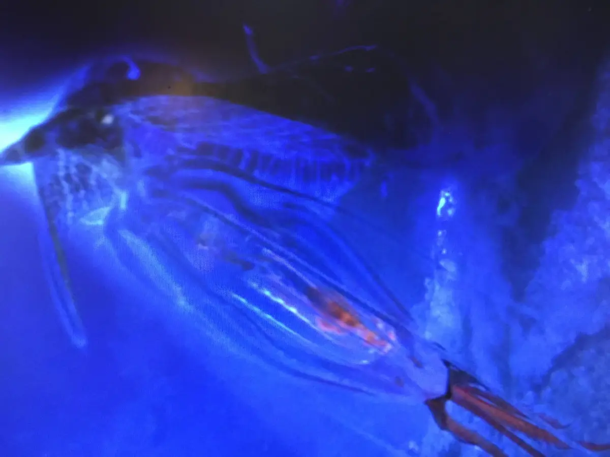 Dana Octopus Squid | Animals Wiki | Fandom