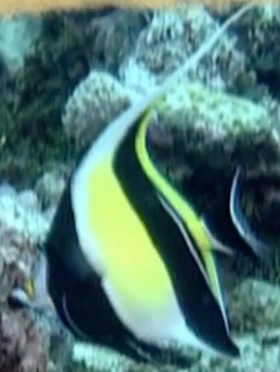 Yellow Teardrop Butterflyfish | Animals Wiki | Fandom