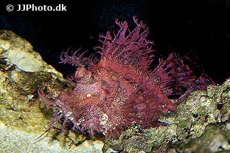 Weedy Scorpionfish | Animals Wiki | Fandom
