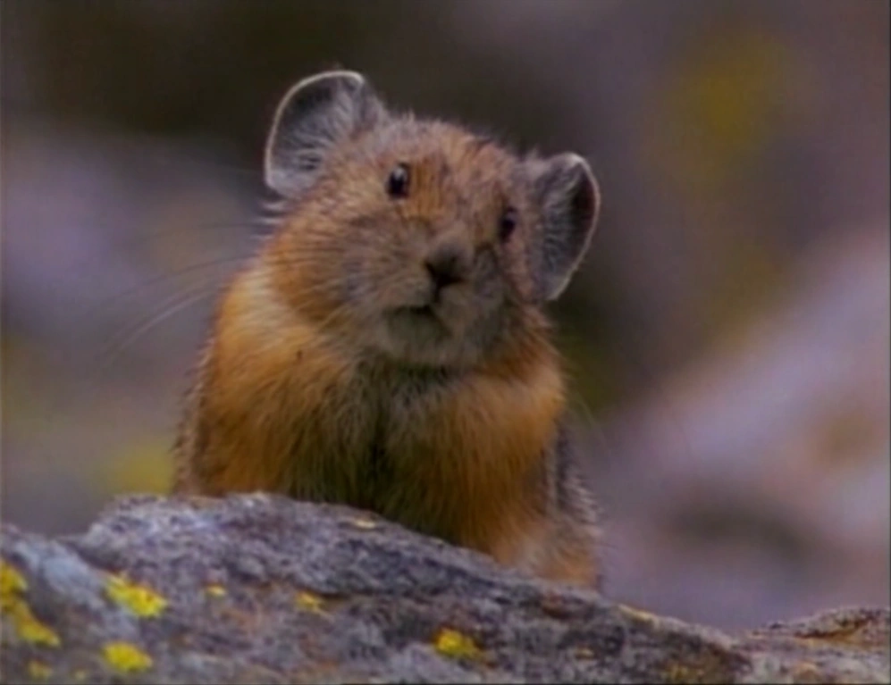 American Pika | Animals Wiki | Fandom