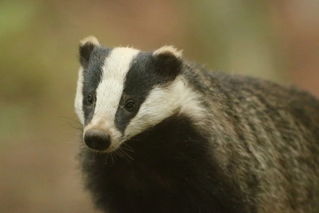European Badger | Animals Wiki | Fandom