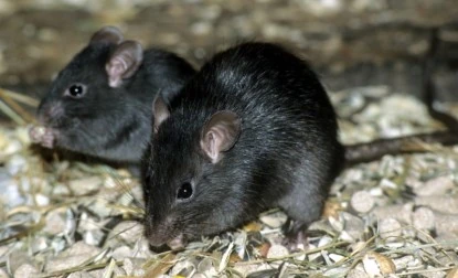 Black Rat | Animals Wiki | Fandom