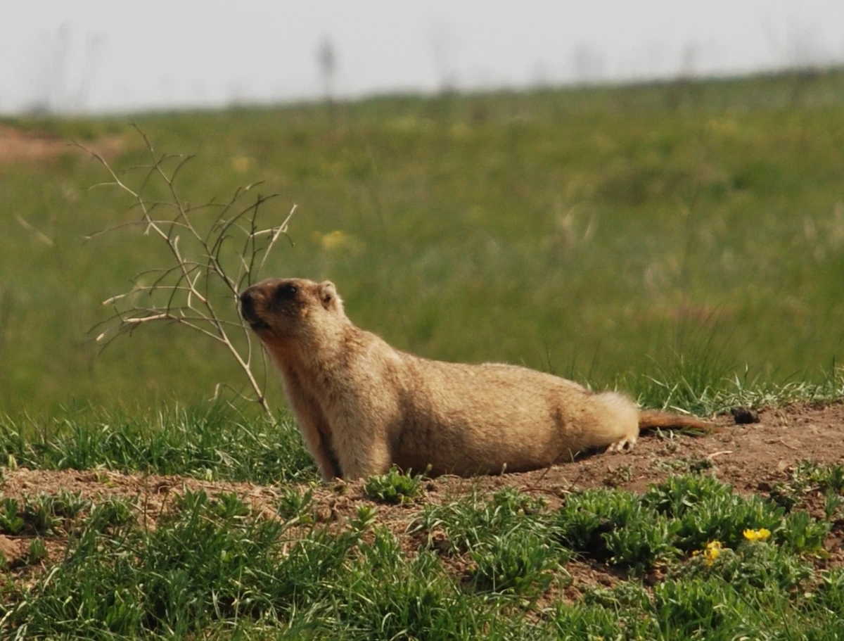 Bobak Marmot | Animals Wiki | Fandom