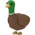 Duck | Animals Wiki | Fandom