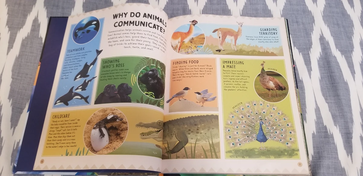 List of Species in Animal Talk | Animals Wiki | Fandom
