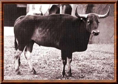 Kouprey | Animals Wiki | Fandom