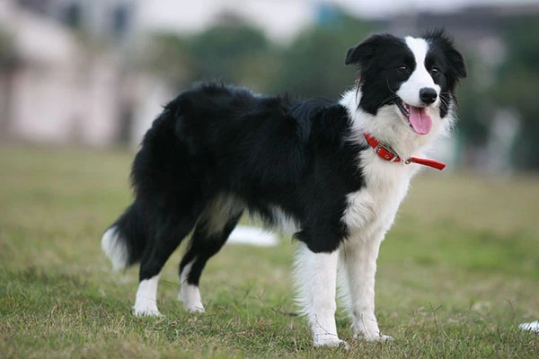 Border Collie | Animals Wiki | Fandom
