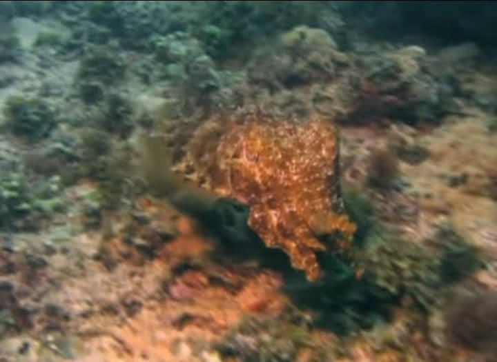 Broadback Cuttlefish | Animals Wiki | Fandom