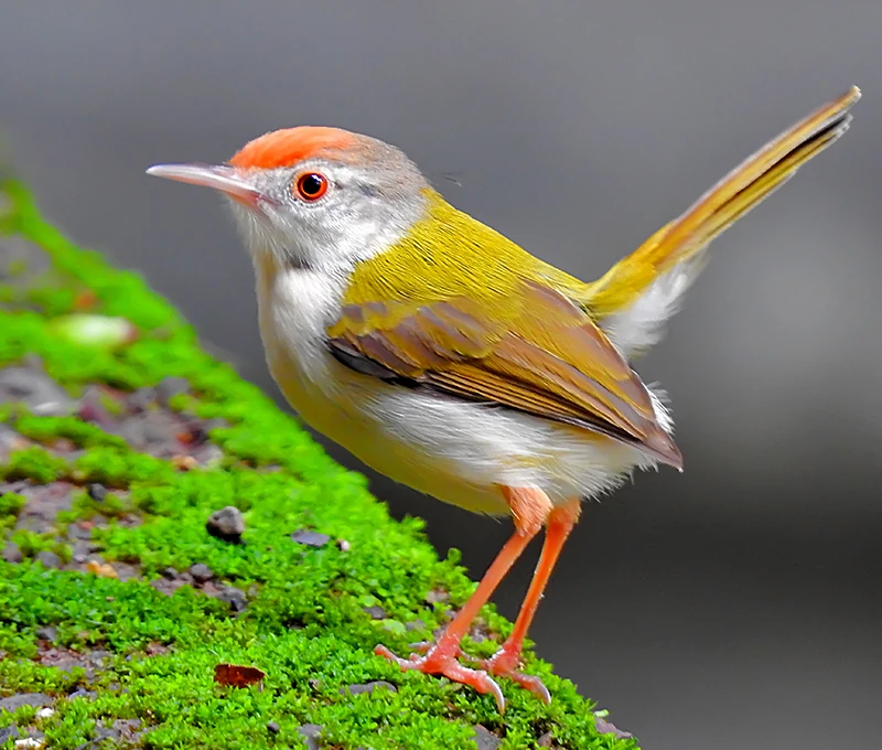 Common Tailorbird | Animals Wiki | Fandom