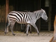 Barnyard (NatureRules1 Version) | Animals Wiki | Fandom