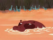 Common Hippopotamus | Animals Wiki | Fandom