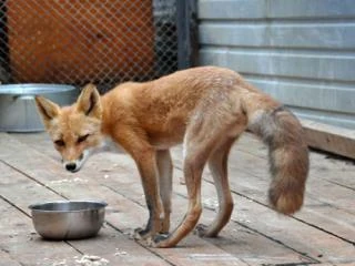 Japanese Red Fox | Animals Wiki | Fandom