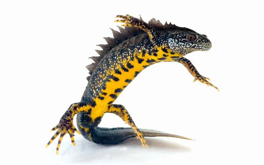 Great Crested Newt | Animals Wiki | Fandom