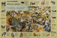 List of Species in The Great Animal Search | Animals Wiki | Fandom