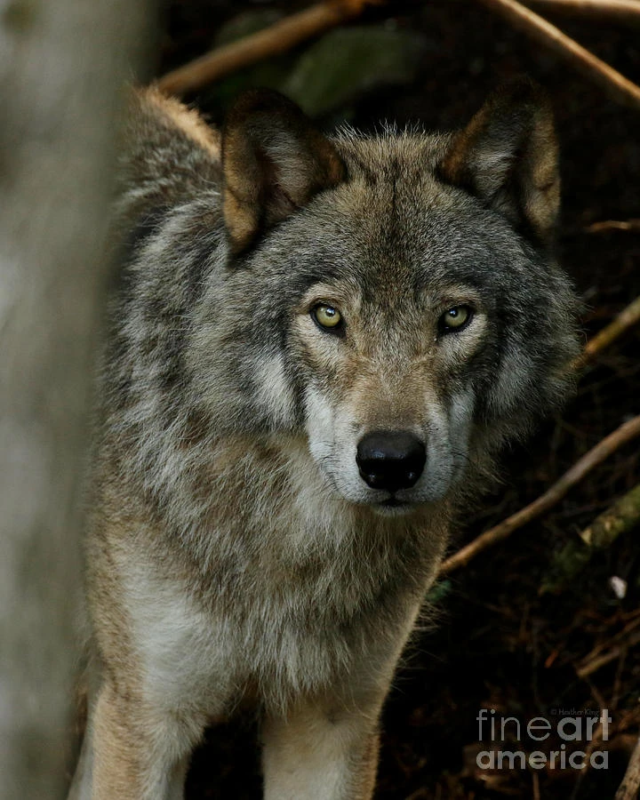 Timber Wolf | Animals Wiki | Fandom