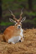 Blackbuck | Animals Wiki | Fandom