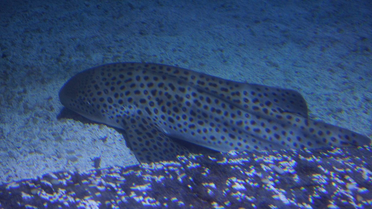 Zebra Shark | Animals Wiki | Fandom
